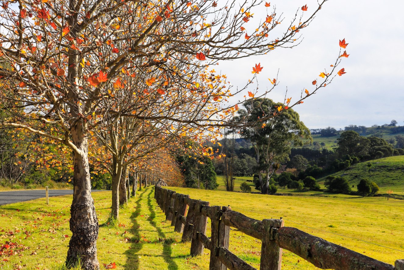 A tree change is in the wind | Medcast